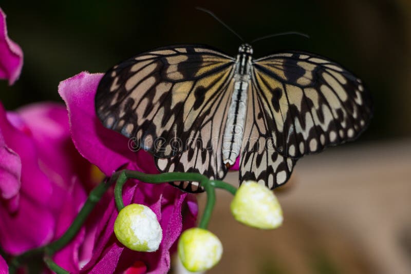 Wien stock image. Image of lepidopterarium, wien, austria - 119179703