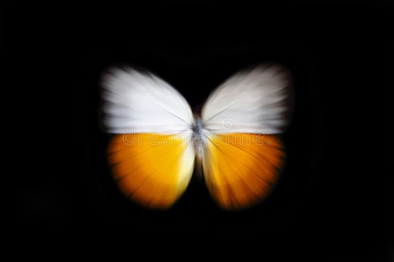 836 Butterfly Zoom Stock Photos - Free & Royalty-Free Stock Photos from ...