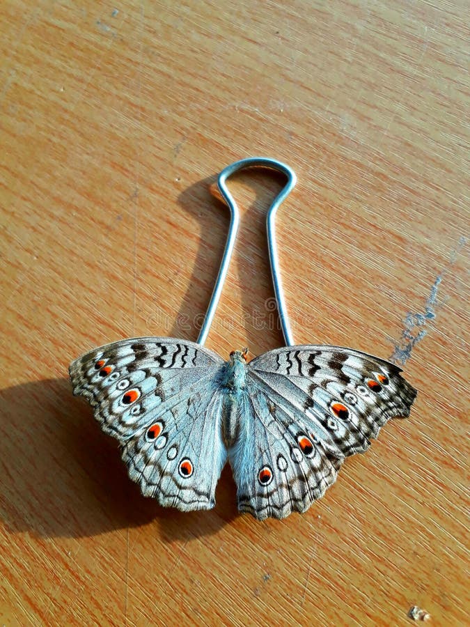 Paperclip stock photo. Image of paperclip, grub, butterflyclip - 106663828