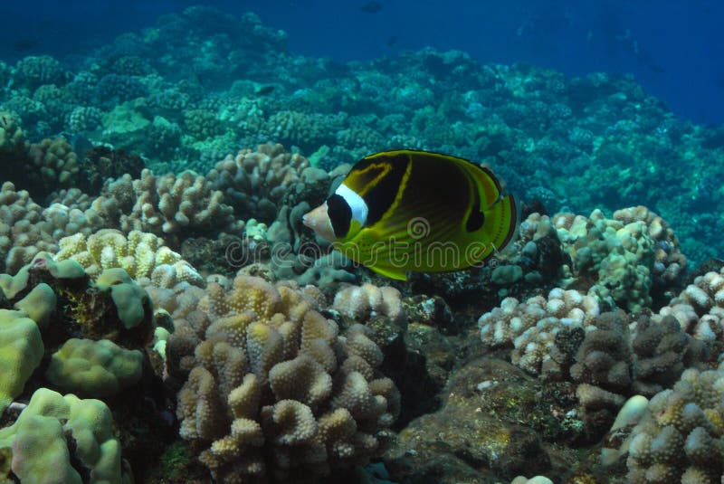 Hawaiian Marine Life stock image. Image of raccoon, chaetodon - 12783041
