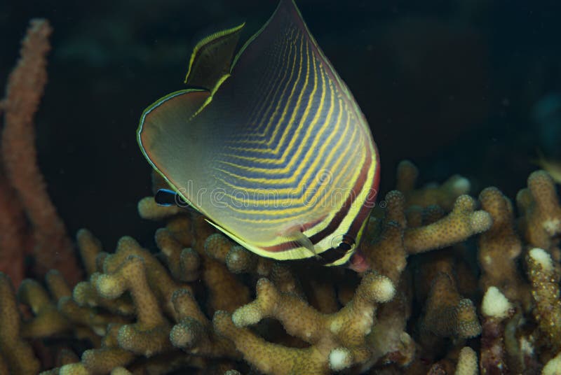 Triangular Butterflyfish, Great Barrier Reef Stock Photo - Image of ...