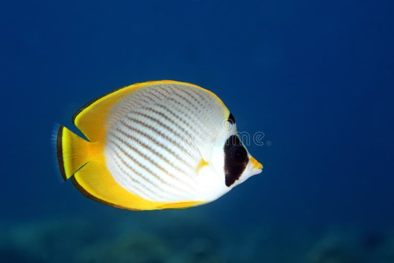 Red-fin Butterfly-fish, Maldives Stock Image - Image of atoll ...