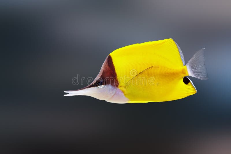 Butterflyfish au nez long photo stock. Image du poissons - 32927562