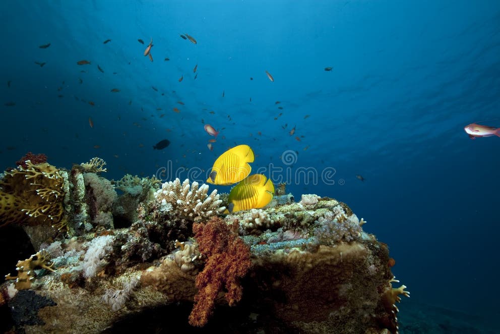 Butterflyfish on Cargo of the Yolanda Wreck Stock Image - Image of ...