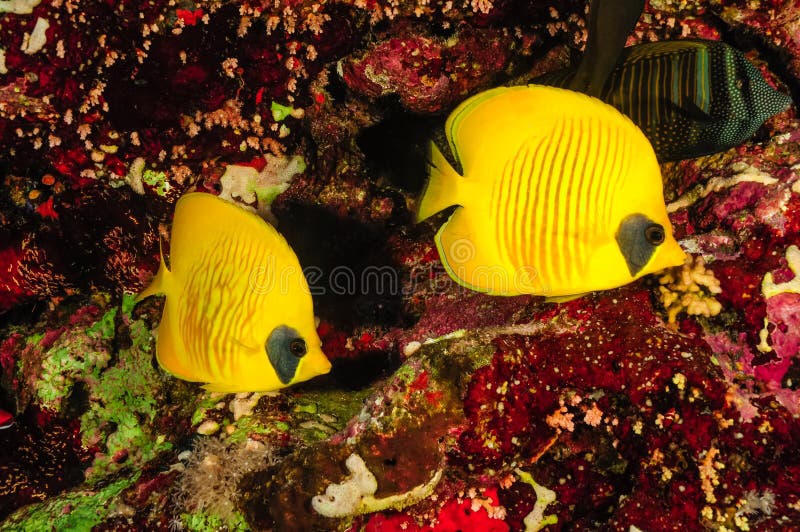 Butterflyfish stock photo. Image of nature, color, colorful - 62578510