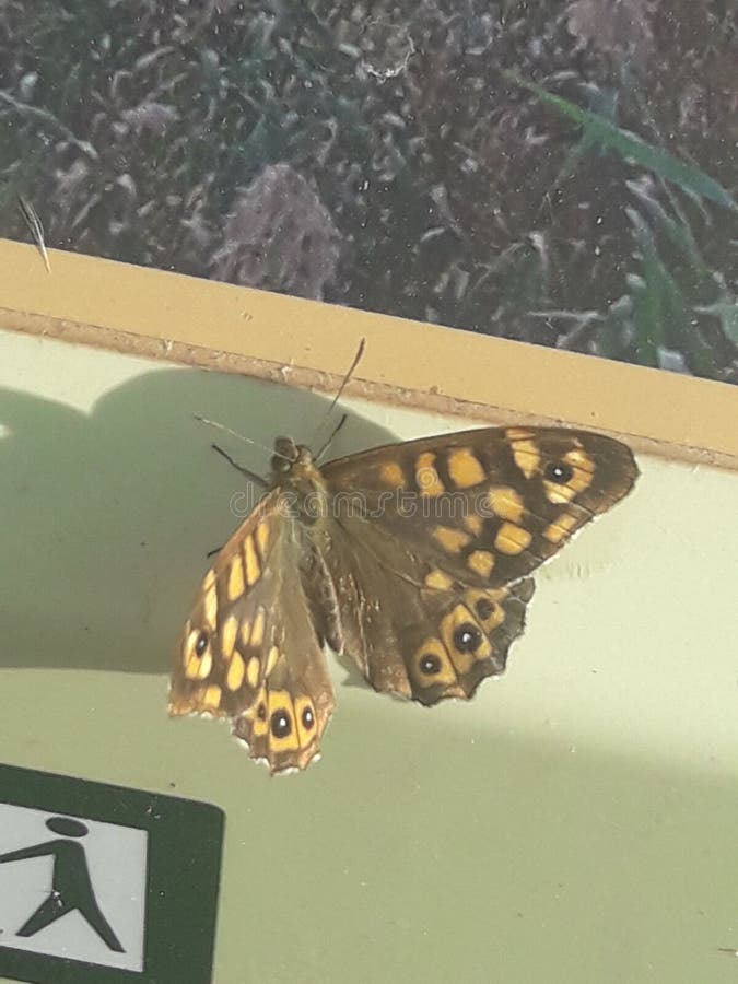 Butterflying stock photo. Image of nature, mental, butterfly - 128856584