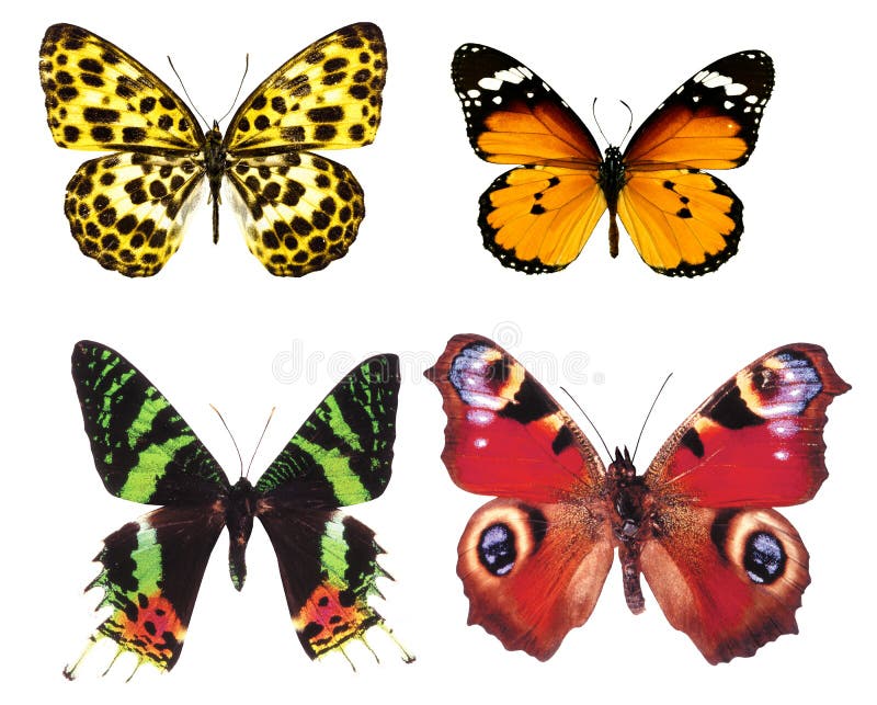 Butterflies Collection Colorful Isolated on White Stock Image - Image ...