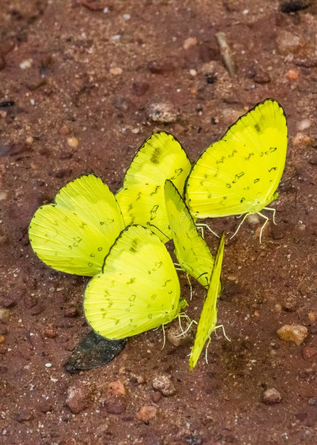 Un Groupe De Papillons Jaunes Image stock - Image du brouillé, beauté ...