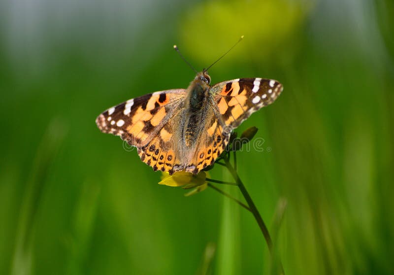 Butterfully on Mustard Flower Stock Photo - Image of leaves, lighting ...
