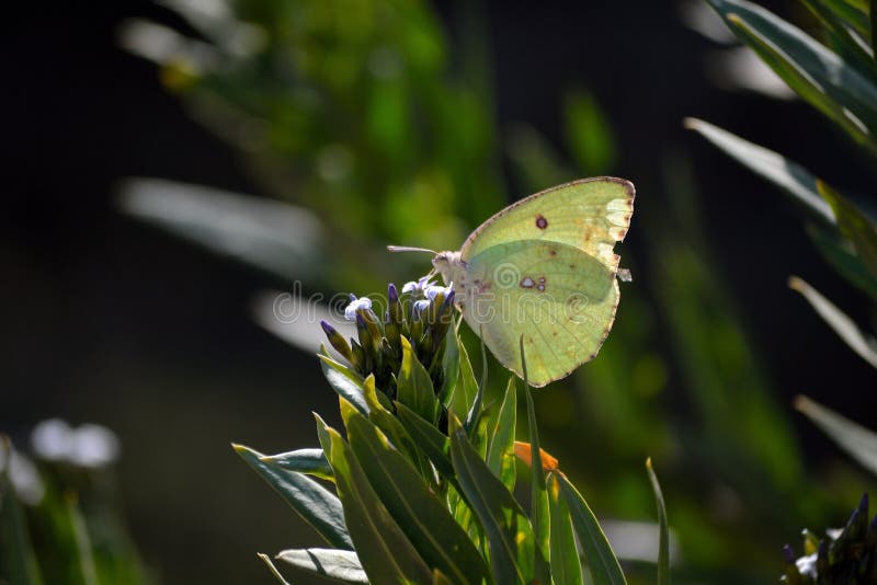 Butterfully on wild flower stock photo. Image of stones - 66089014