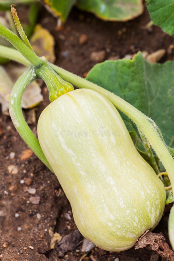 Ripe Squash stock image. Image of large, squash, fresh - 16506325