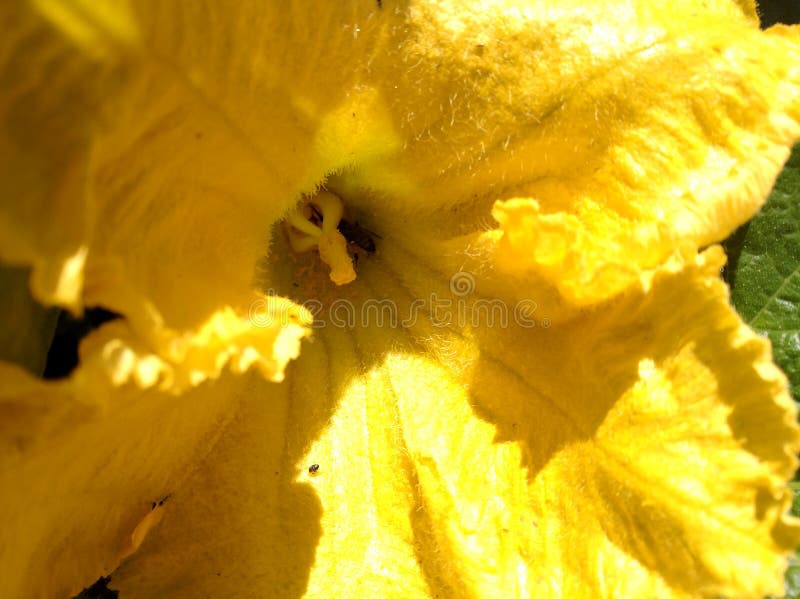 Butternut flower stock image. Image of flower, bright - 109809293