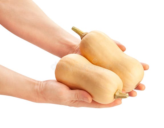 Butternut in hand stock image. Image of food, clipping - 380756169