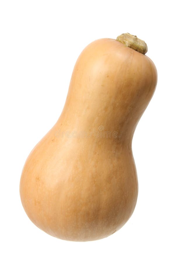 Butternut Pumpkin stock image. Image of white, squash - 25105237