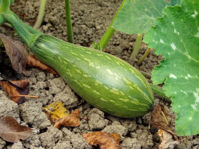 Butternut squash stock photo. Image of growth, pumpkin - 16056238