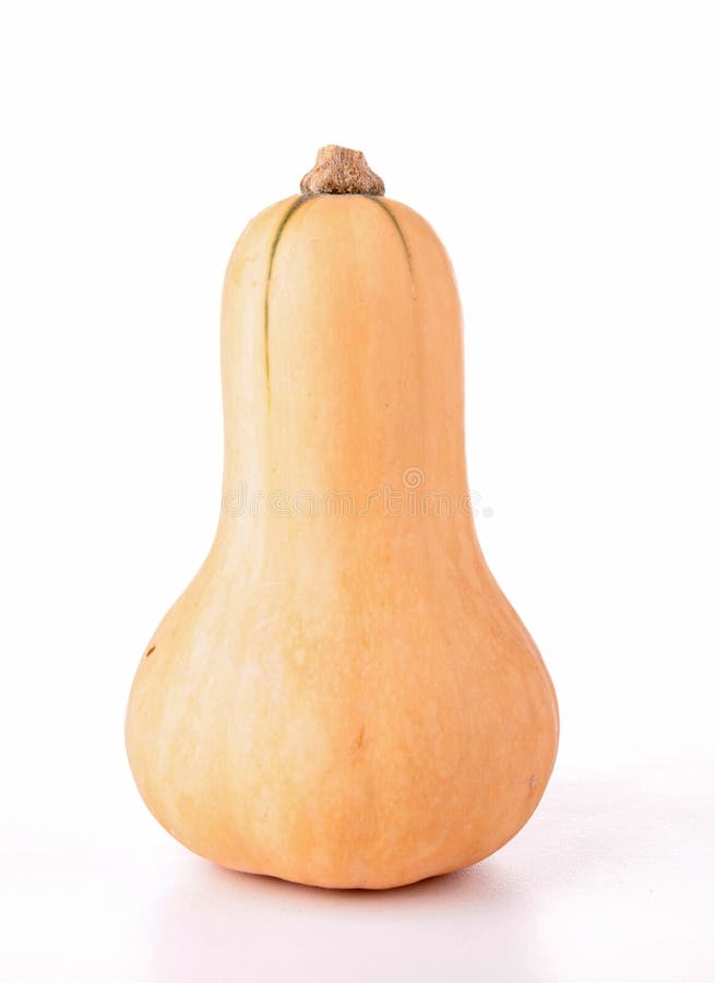 Butternut Squash Isolated stock image. Image of isolated - 20472963