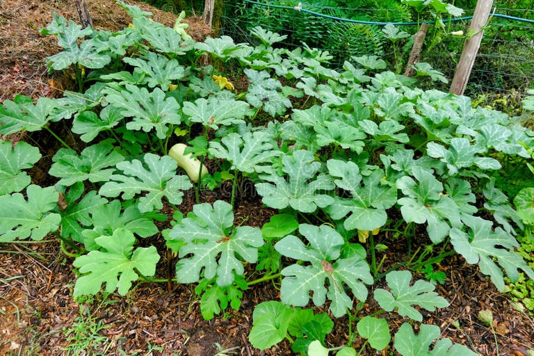 Butternut Squash Bed stock photo. Image of compost, pumpkin - 402437302