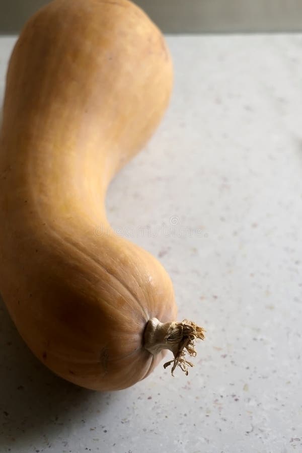 Butternut Squash stock photo. Image of large, nutrition - 141708892