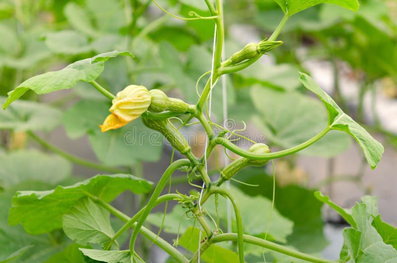 Butternut squash blossom stock image. Image of garden - 137174465
