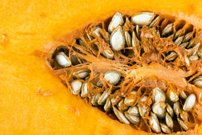 Butternut Squash (Cucurbita Moschata) Stock Photo - Image of pumpkin ...