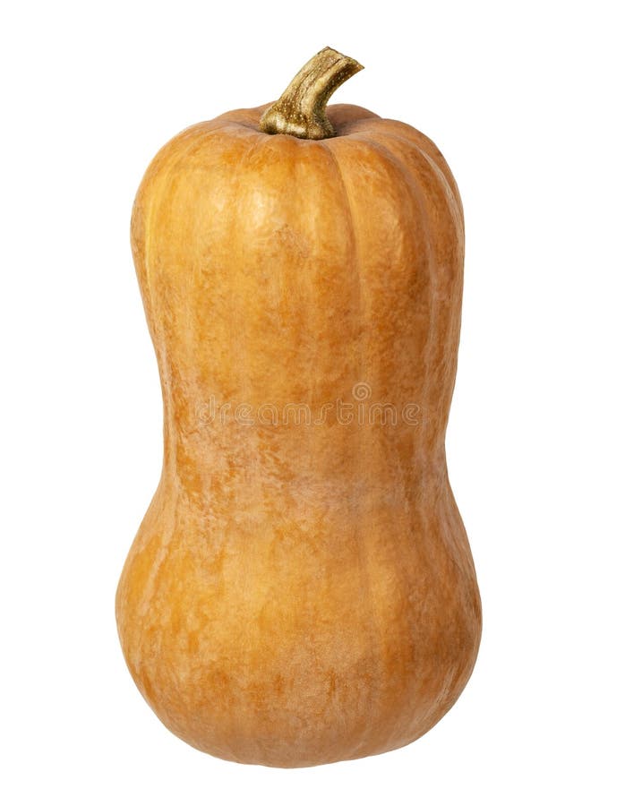 Butternut Squash (Cucurbita Moschata) Isolated on White Background ...