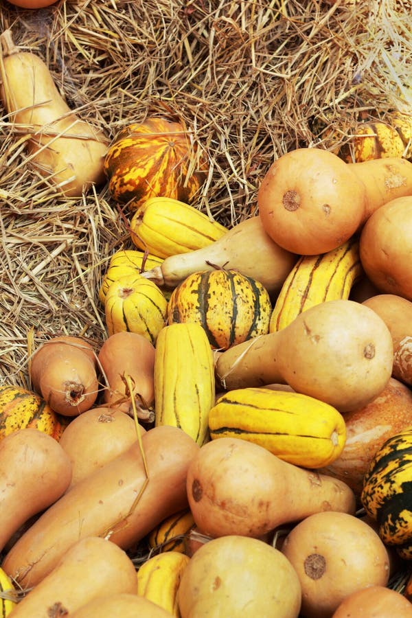 Butternut Squash in the Farm Stock Photo - Image of natural, squash ...