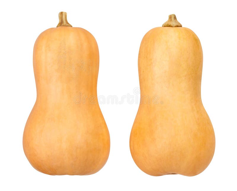 Butternut squash stock image. Image of cutout, squash - 135189107