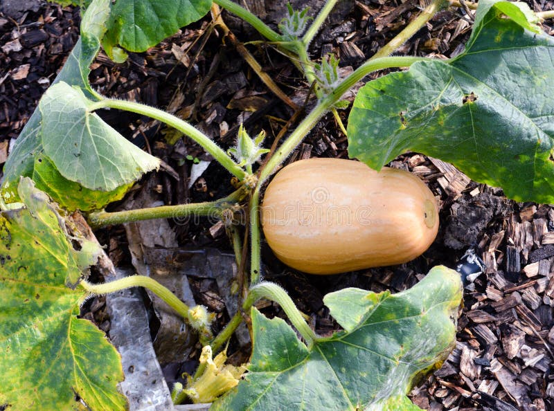 Butternut squash plant stock photo. Image of green, ripe - 67184418