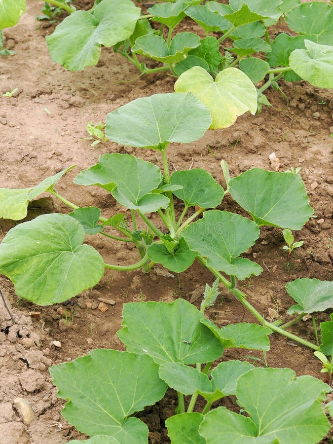 Butternut Squash Plants Growing in a Vegetable Patch on an Allotment ...