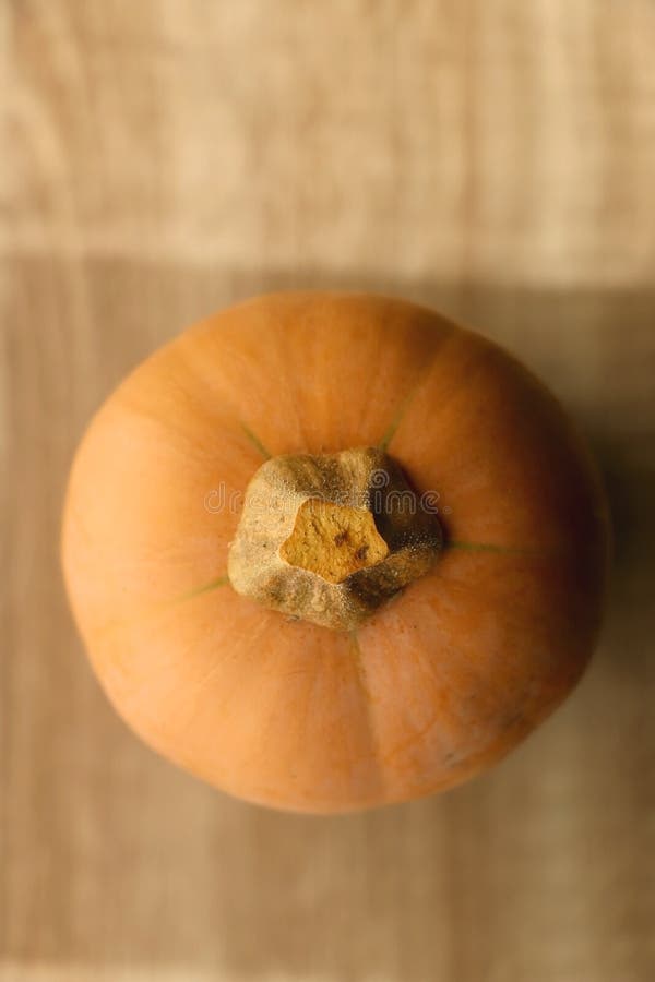 Butternut Squash stock image. Image of crop, beige, brown - 234824325