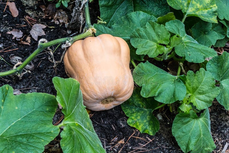 Pumpkin Squash Butternut Growing In Field Plant Agriculture Farm Stock ...