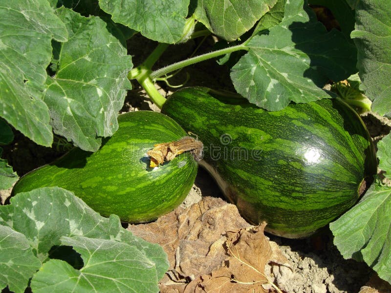 Butternut squashes stock image. Image of green, field - 15738523