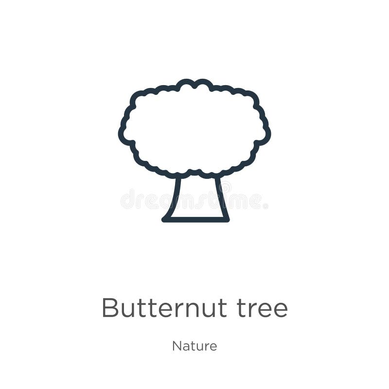 Butternut, Juglans Cinerea , or White Walnut, Medicinal Plant Stock ...