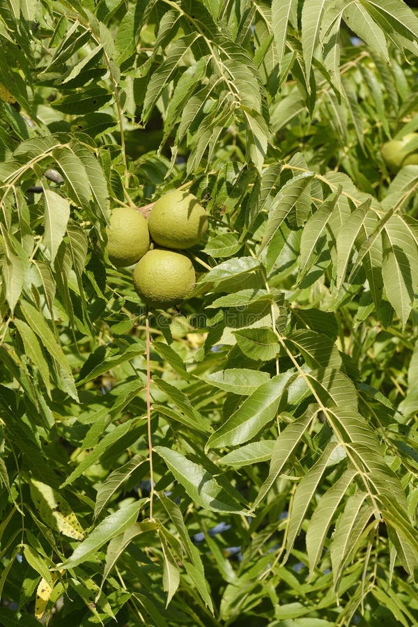 627 Butternut Tree Stock Photos - Free & Royalty-Free Stock Photos from ...