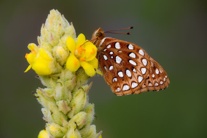 Buttery Fly on a Flower stock image. Image of butterflies - 33186965