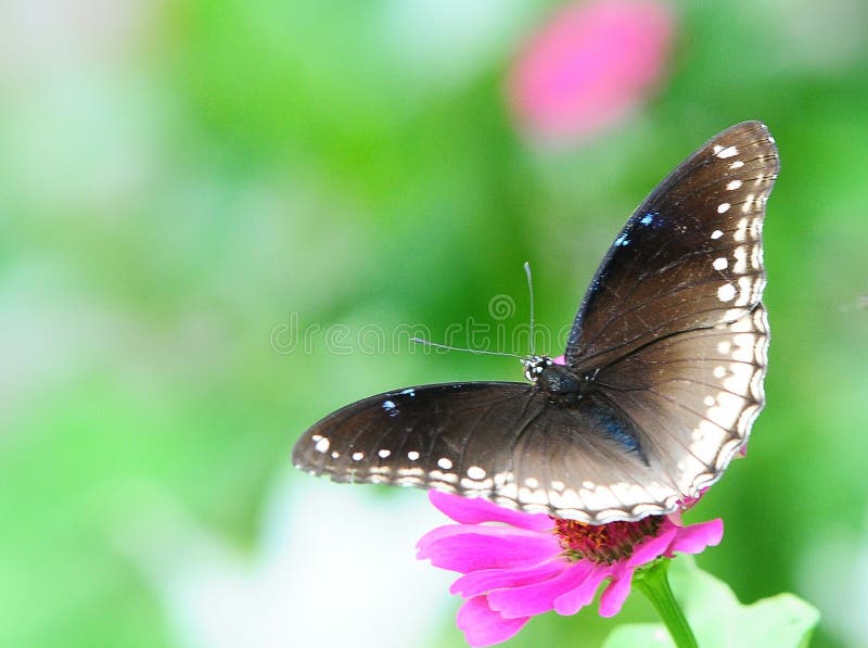 Great Eggfly butterfly stock photo. Image of great, butterfly - 47661528