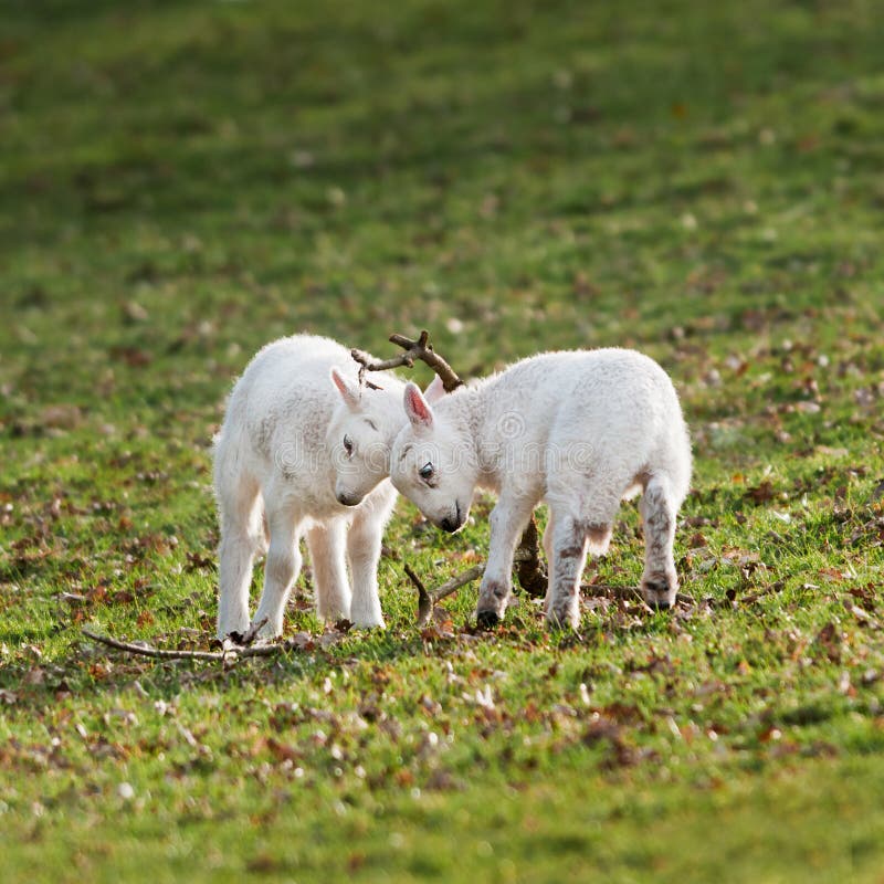Buttin Heads stock photo. Image of fight, mammal, wooly - 17814078