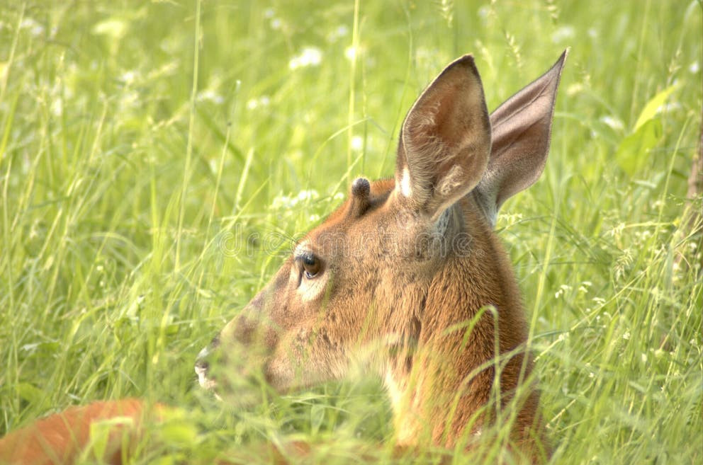 Button Buck stock photo. Image of animal, whitetail, deer - 147862