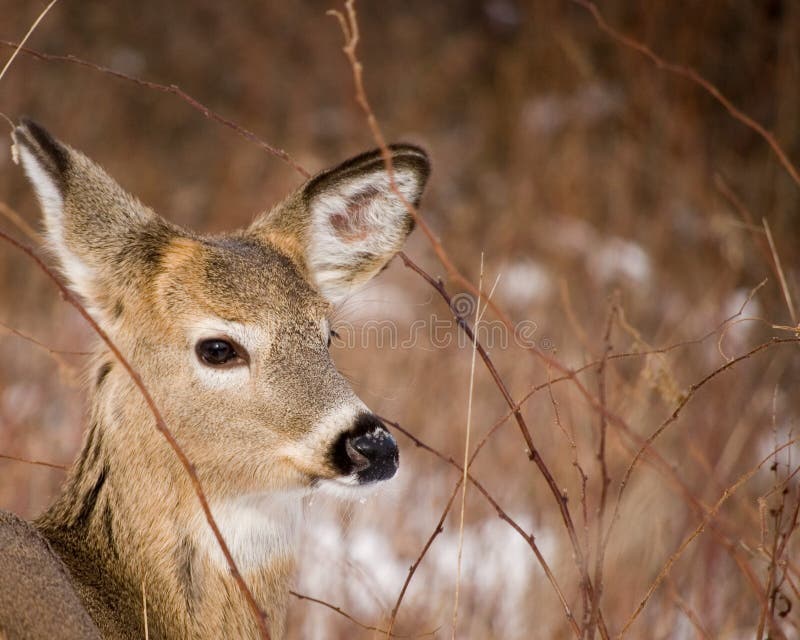 Button Buck stock photo. Image of wildlife, mammal, whitetail - 7636052