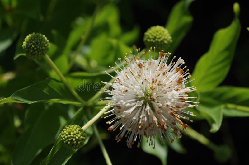 Button bush stock image. Image of botanical, button - 190375333