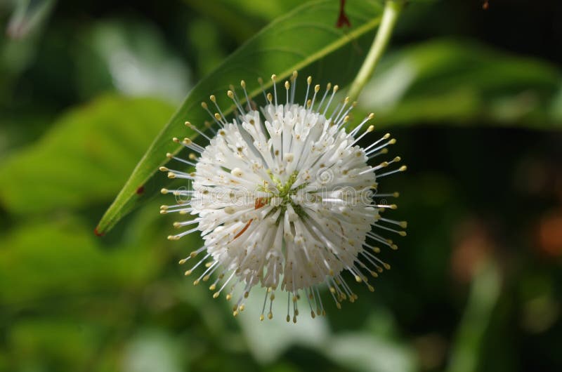 Button bush stock image. Image of bloom, cephalanthus - 190375257