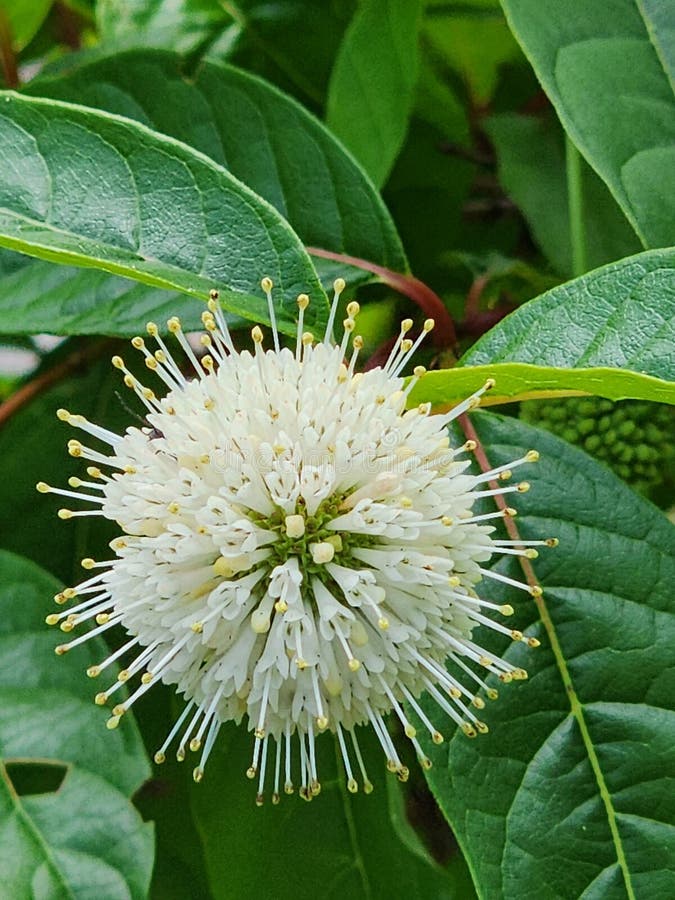 Button Bush Flower Nature Art Abstract Stock Photo - Image of nature ...