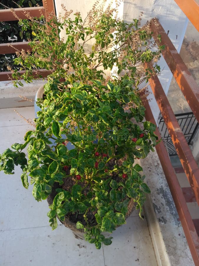 Balls Type Chilies Plant Stock Photos - Free & Royalty-Free Stock ...