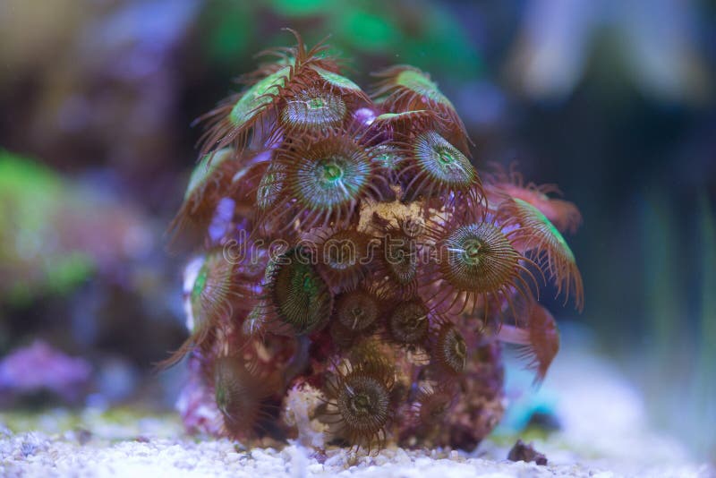 Encrusting Anemones stock image. Image of anemone, encrusting - 7767195