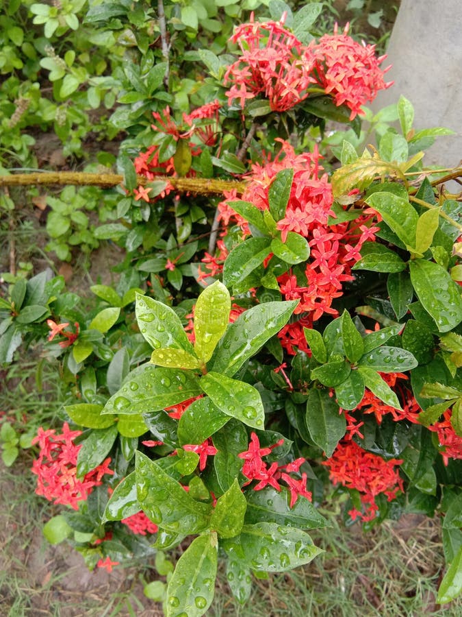 Button flower stock image. Image of beauty, button, flower - 126408829