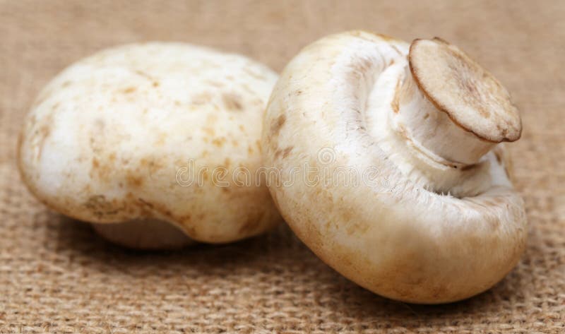 Button Mushroom stock image. Image of mushroom, closeup - 48906705
