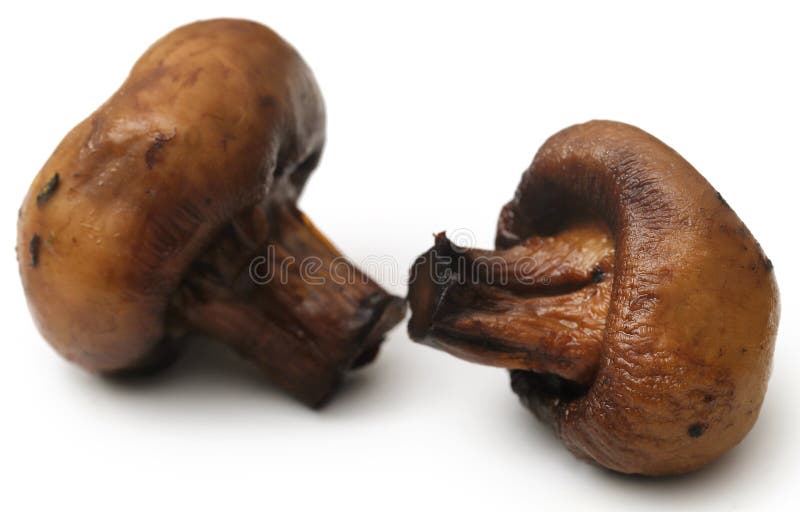 Button mushroom fried stock photo. Image of closeup - 245932736