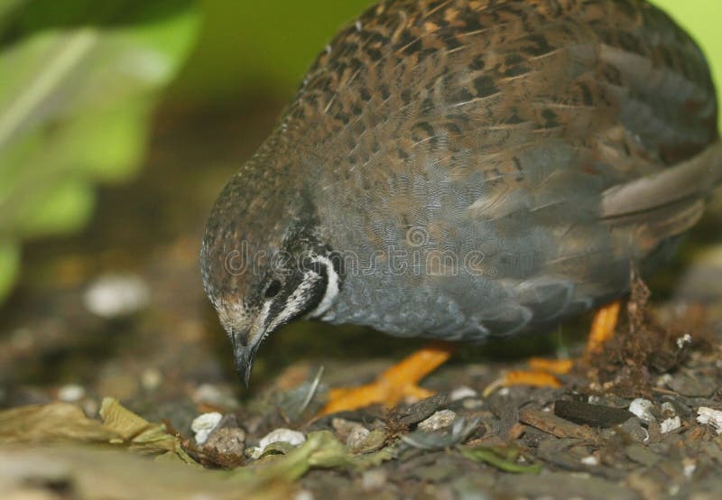 Button Quail stock image. Image of game, camouflage, chinese - 4925125