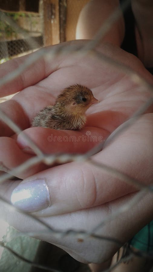 Button quail chick stock image. Image of button, quails - 108960009
