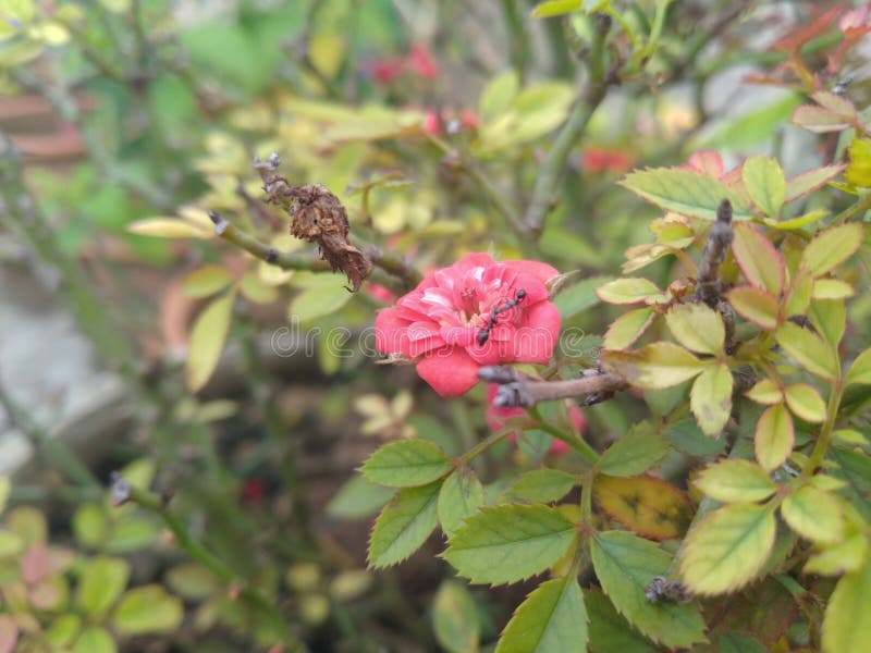 Button Rose flower stock photo. Image of nature, spring - 198089934